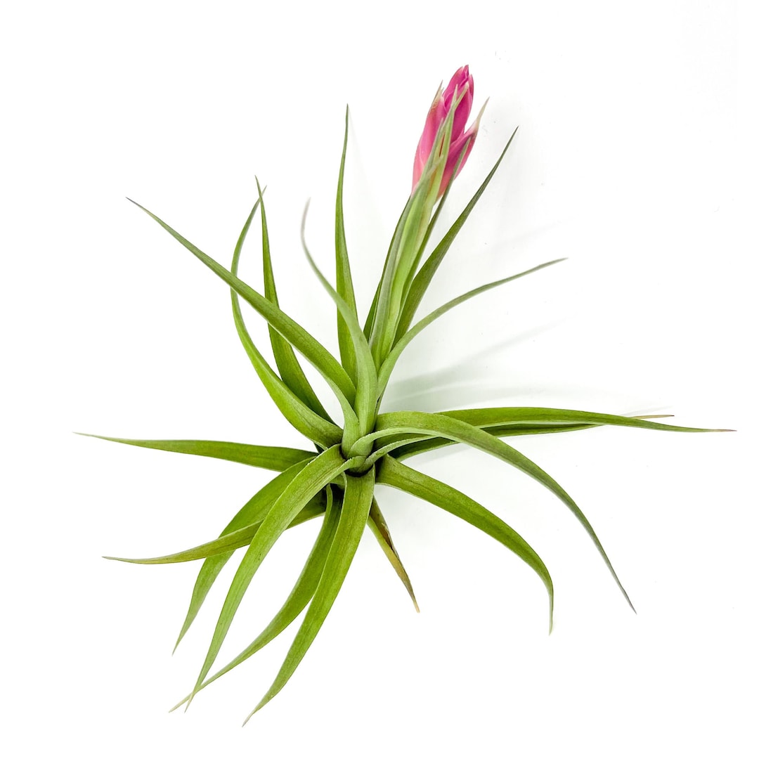 Ragnaroc Air Plants - Flowering Tillandsia Aeranthos, Large 3-5 Ragnaroc Air Plants - Flowering Tillandsia Aeranthos, Large 3-5