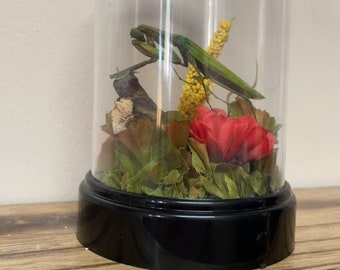 Praying Mantis Display - Etsy