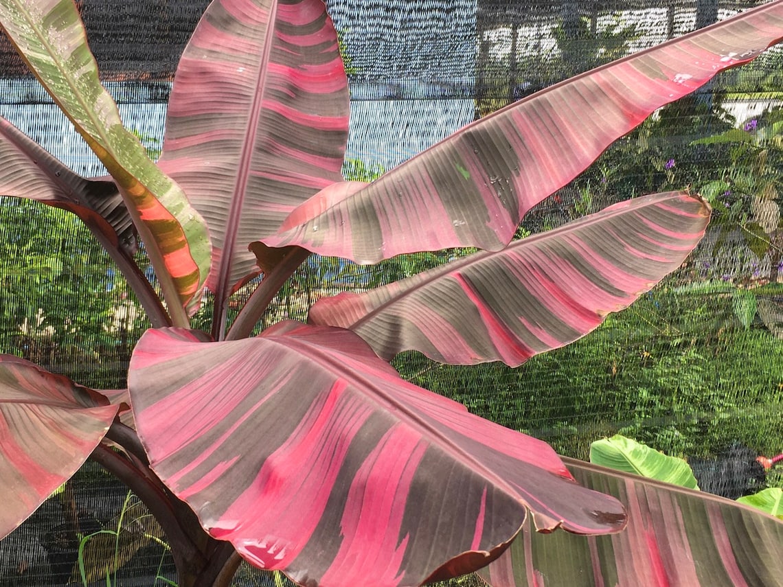 Musa Banana Purple Pink Variegated nono Free Phyto - Etsy