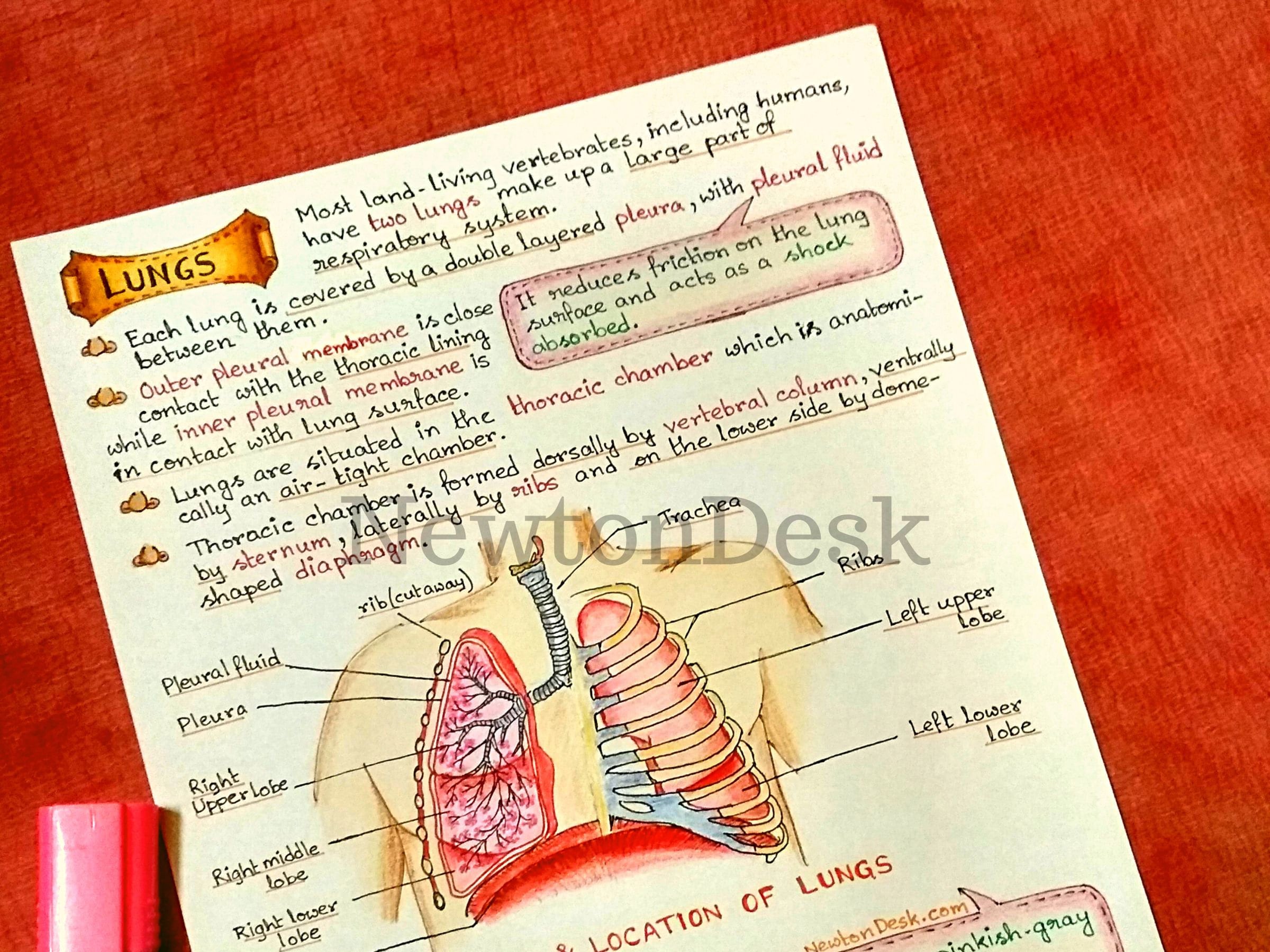 Human Respiratory System Breathing and Respiration Respiratory Disorders High School Student ...