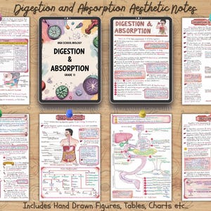 The Human Digestive System | Digestion and Absorption of Food | Student ...
