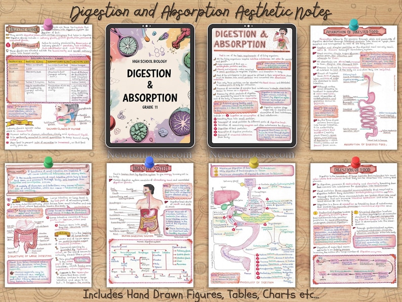 The Human Digestive System | Digestion and Absorption of Food | Student ...