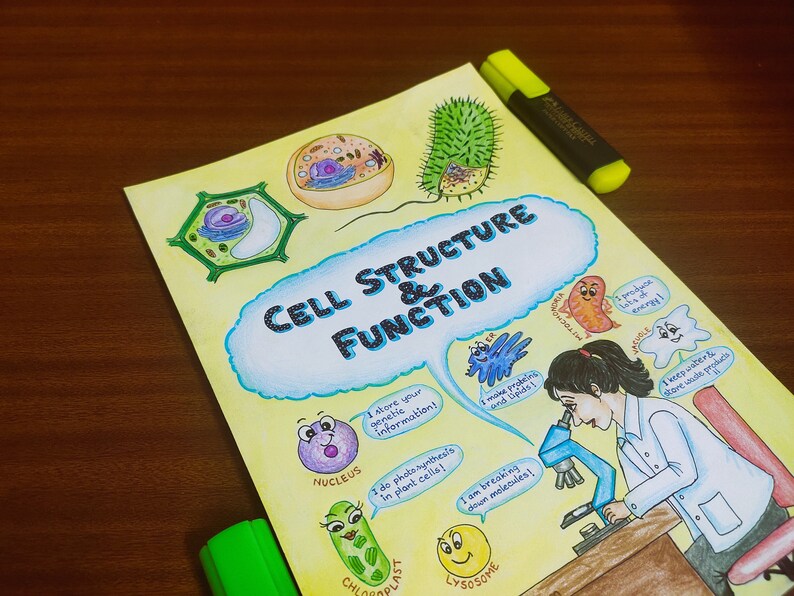Cell Structure, Organelles and Function | Eukaryotic Cell and ...