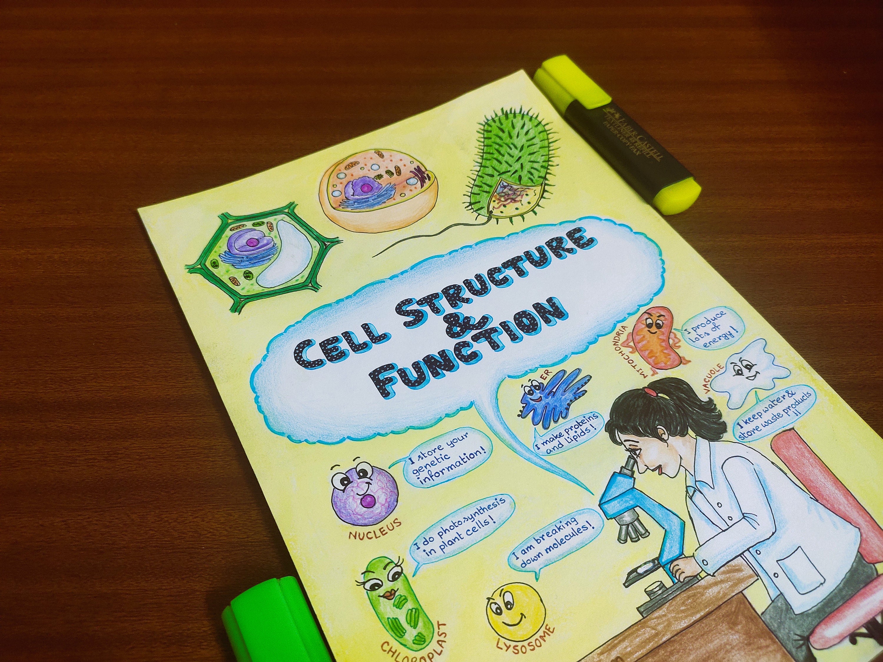 Cell Structure, Organelles and Function | Eukaryotic Cell and ...