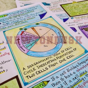 Cell Cycle and Cell Division | Mitosis and Meiosis I & II | Aesthetic ...