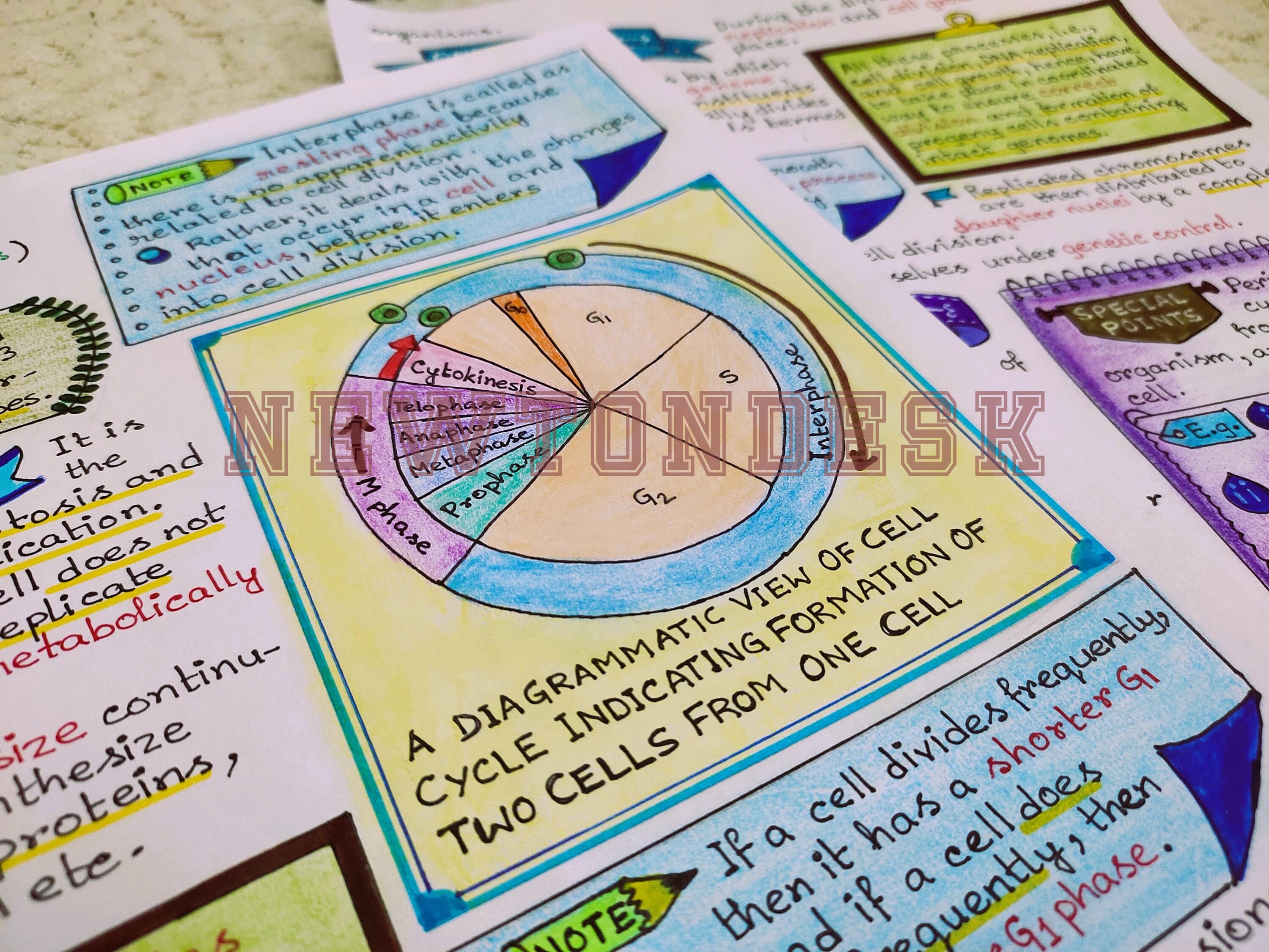 Cell Cycle and Cell Division | Mitosis and Meiosis I & II | Aesthetic ...