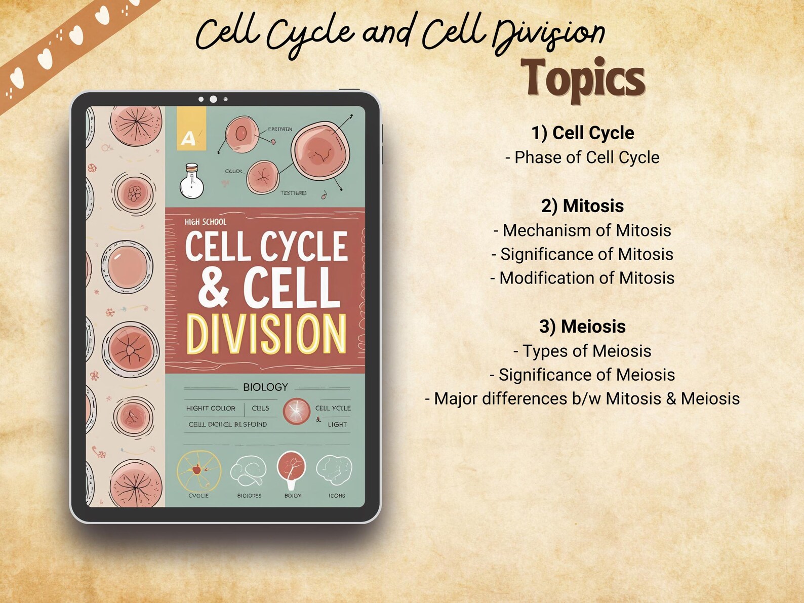 Cell Cycle and Cell Division | Mitosis and Meiosis I & II | Aesthetic ...
