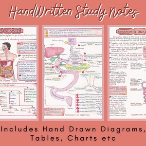 The Human Digestive System | Digestion and Absorption of Food | Student ...