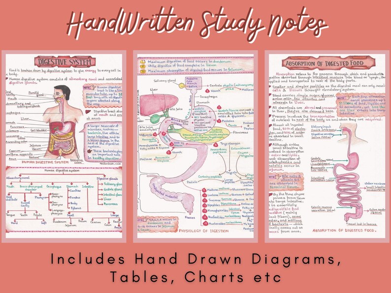 The Human Digestive System | Digestion and Absorption of Food | Student ...