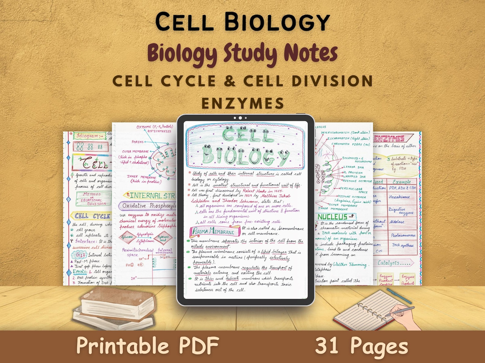 Cell Biology | Cell Cycle | Cell Division | Enzymes - Grade 11 Biology ...