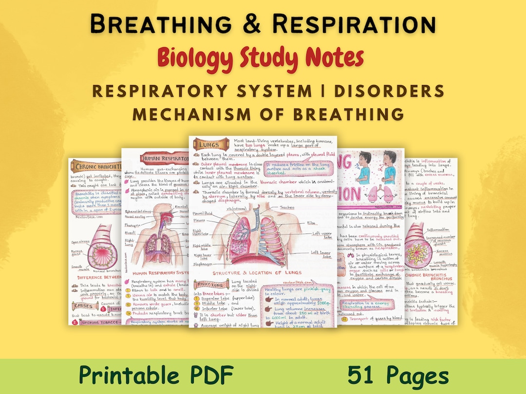 Human Respiratory System | Breathing and Respiration | Respiratory ...