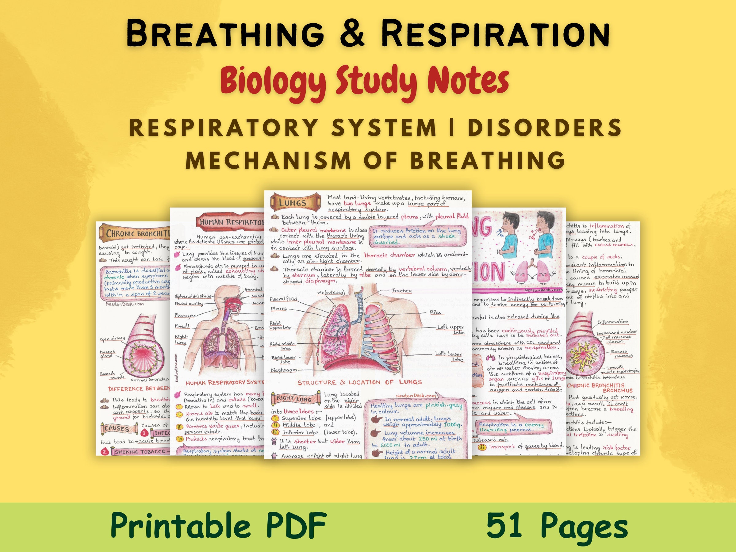 Human Respiratory System | Breathing and Respiration | Respiratory ...