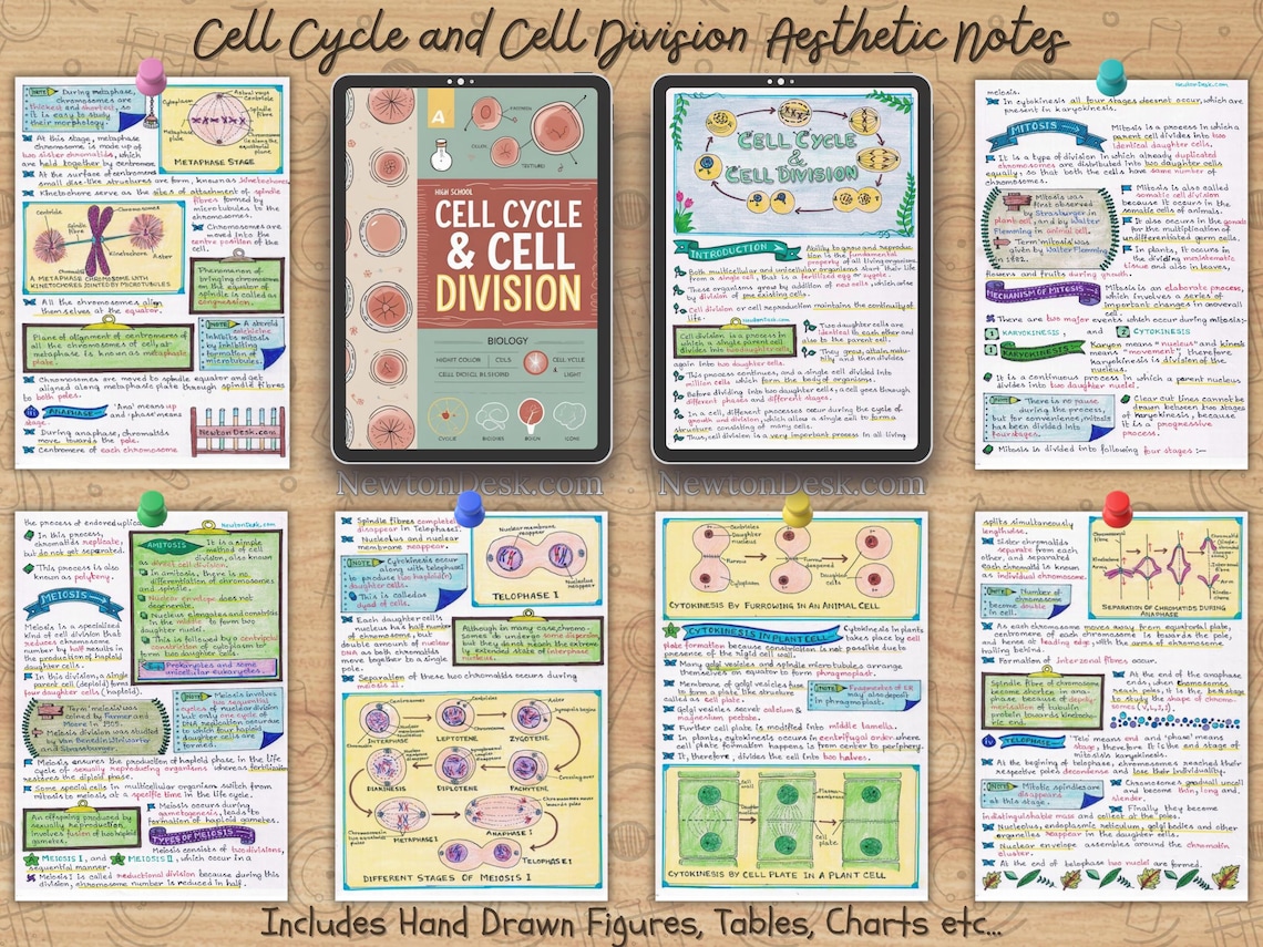Cell Cycle and Cell Division | Mitosis and Meiosis I & II | Aesthetic ...