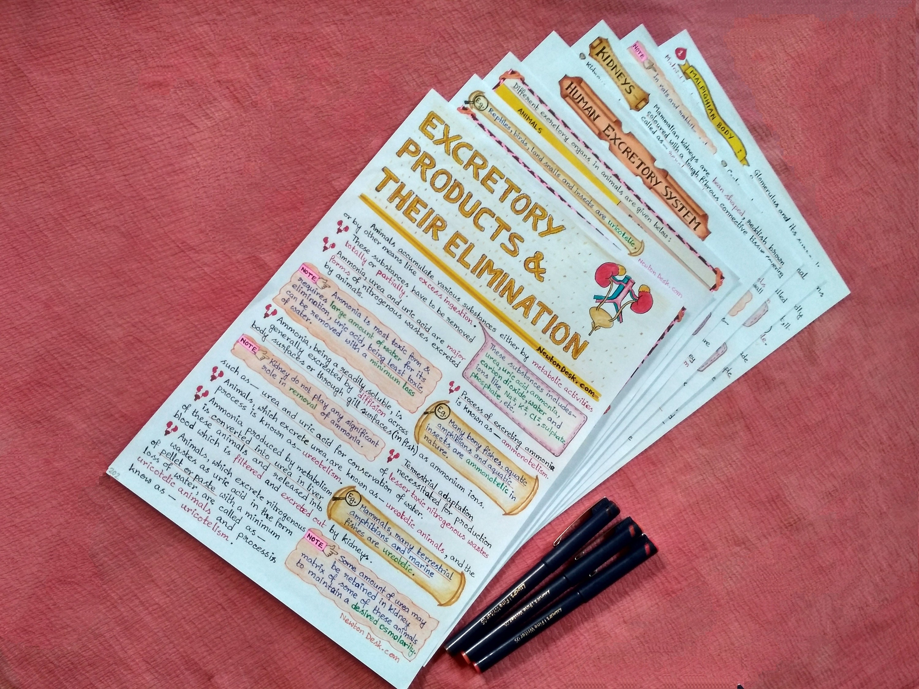 Human Excretory System Biology Study Notes PDF | Kidneys | Nephrons ...