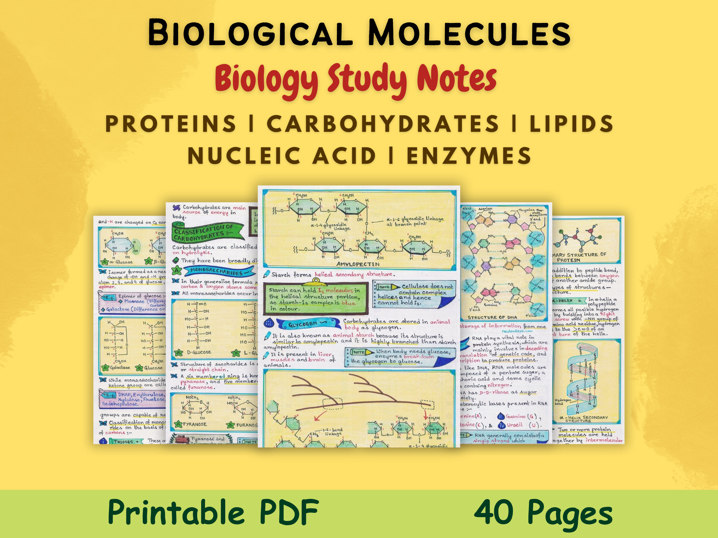 Biological Molecules Nucleic Acids DNA and RNA, Proteins, Carbohydrates ...