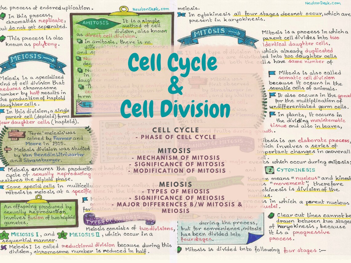 Cell Cycle and Cell Division | Mitosis and Meiosis I & II | Aesthetic ...