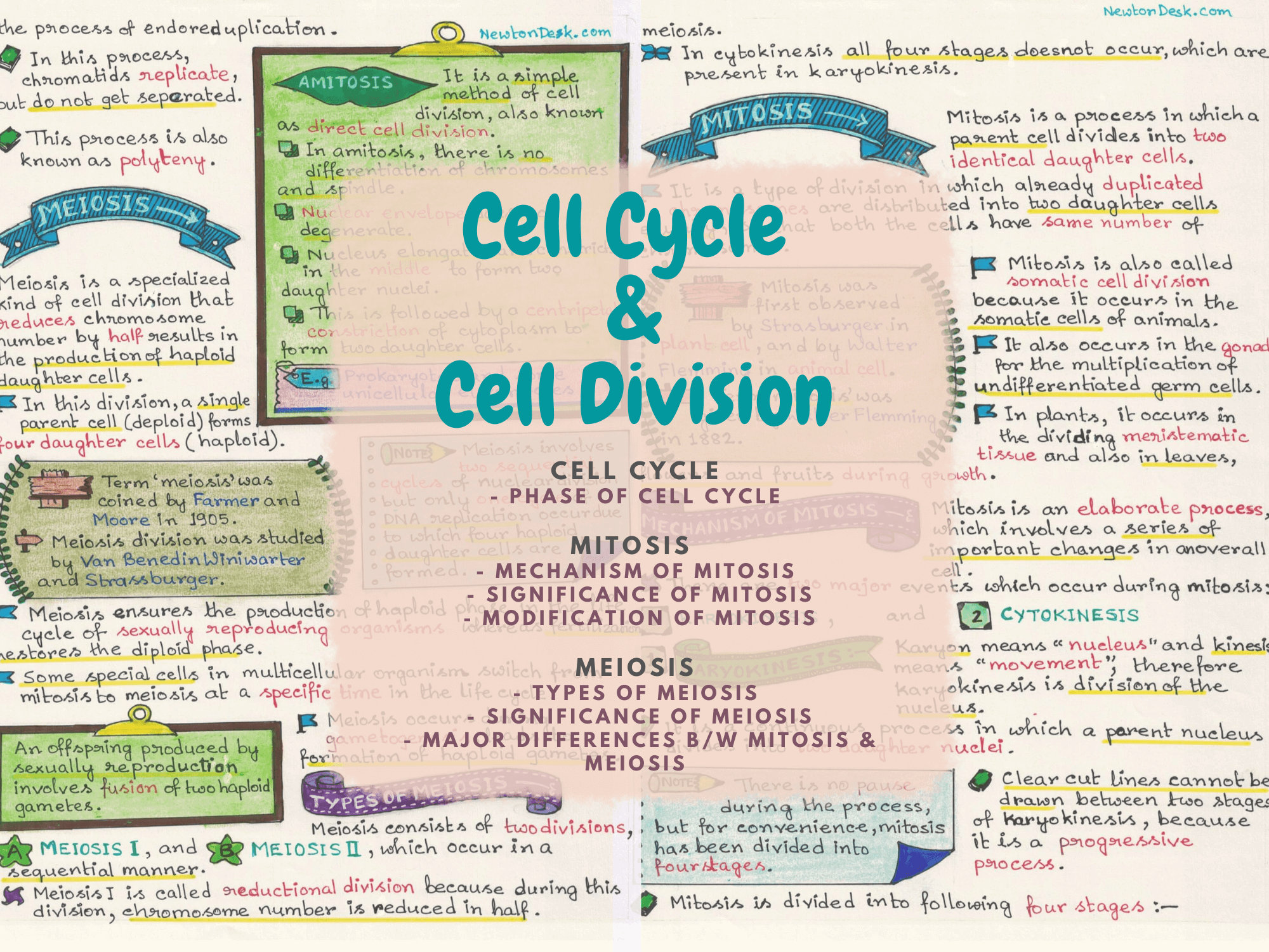 Cell Cycle and Cell Division | Mitosis and Meiosis I & II | Aesthetic ...