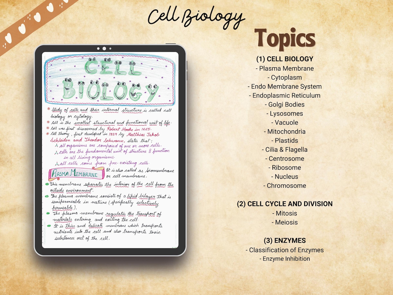 Cell Biology | Cell Cycle | Cell Division | Enzymes - Grade 11 Biology ...