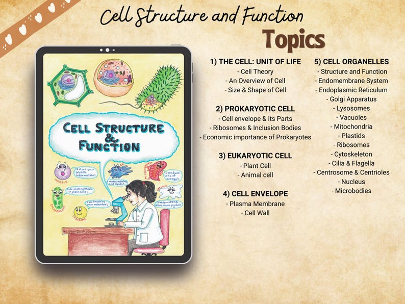 Cell Structure, Organelles and Function | Eukaryotic Cell and ...