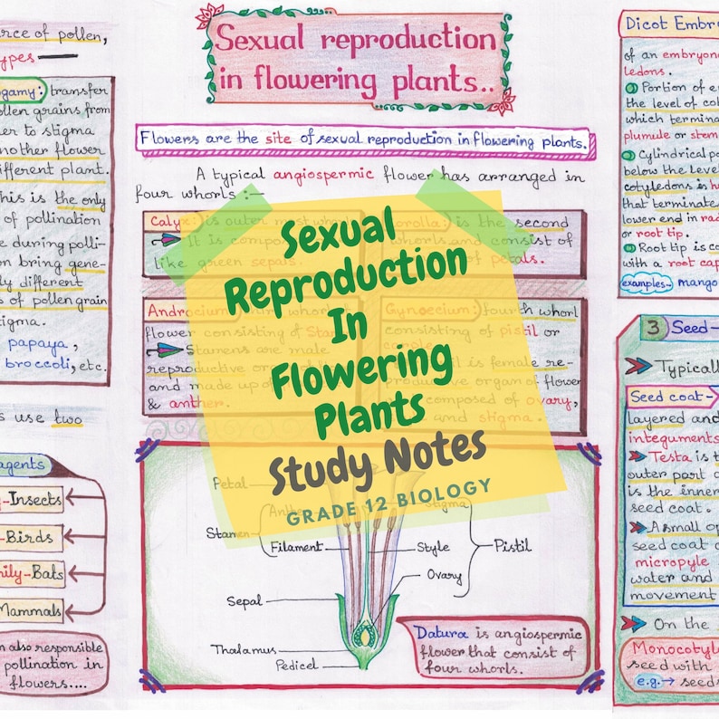 Sexual Reproduction in Flowering Plants Biology Grade 12 Handwritten ...
