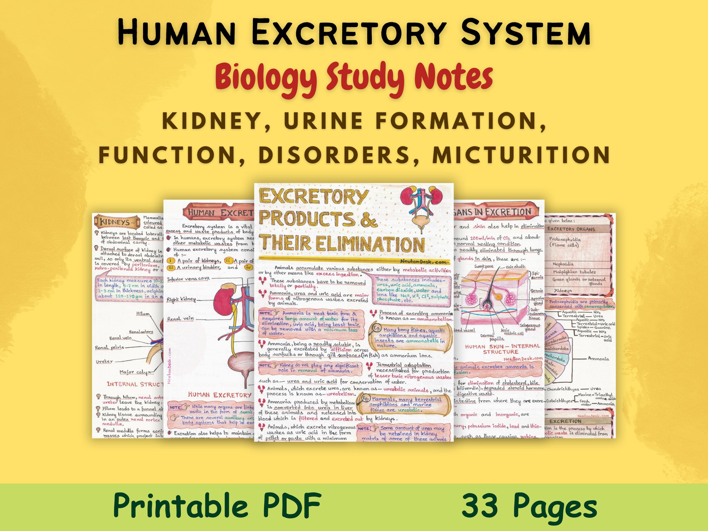 Human Excretory System Biology Study Notes PDF Kidneys Nephrons Renal ...