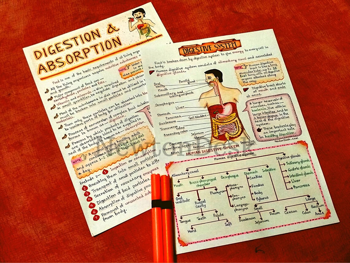 The Human Digestive System | Digestion and Absorption of Food | Student ...