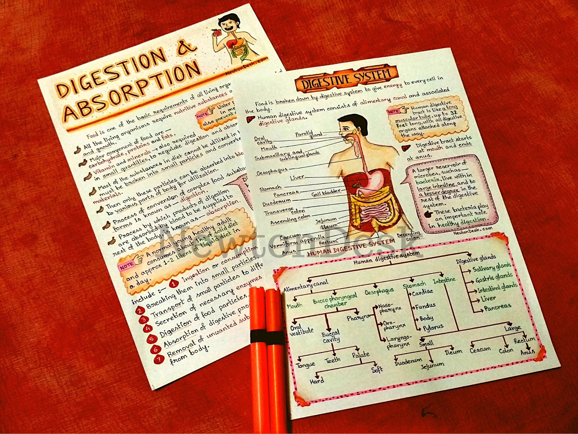 The Human Digestive System | Digestion and Absorption of Food | Student ...