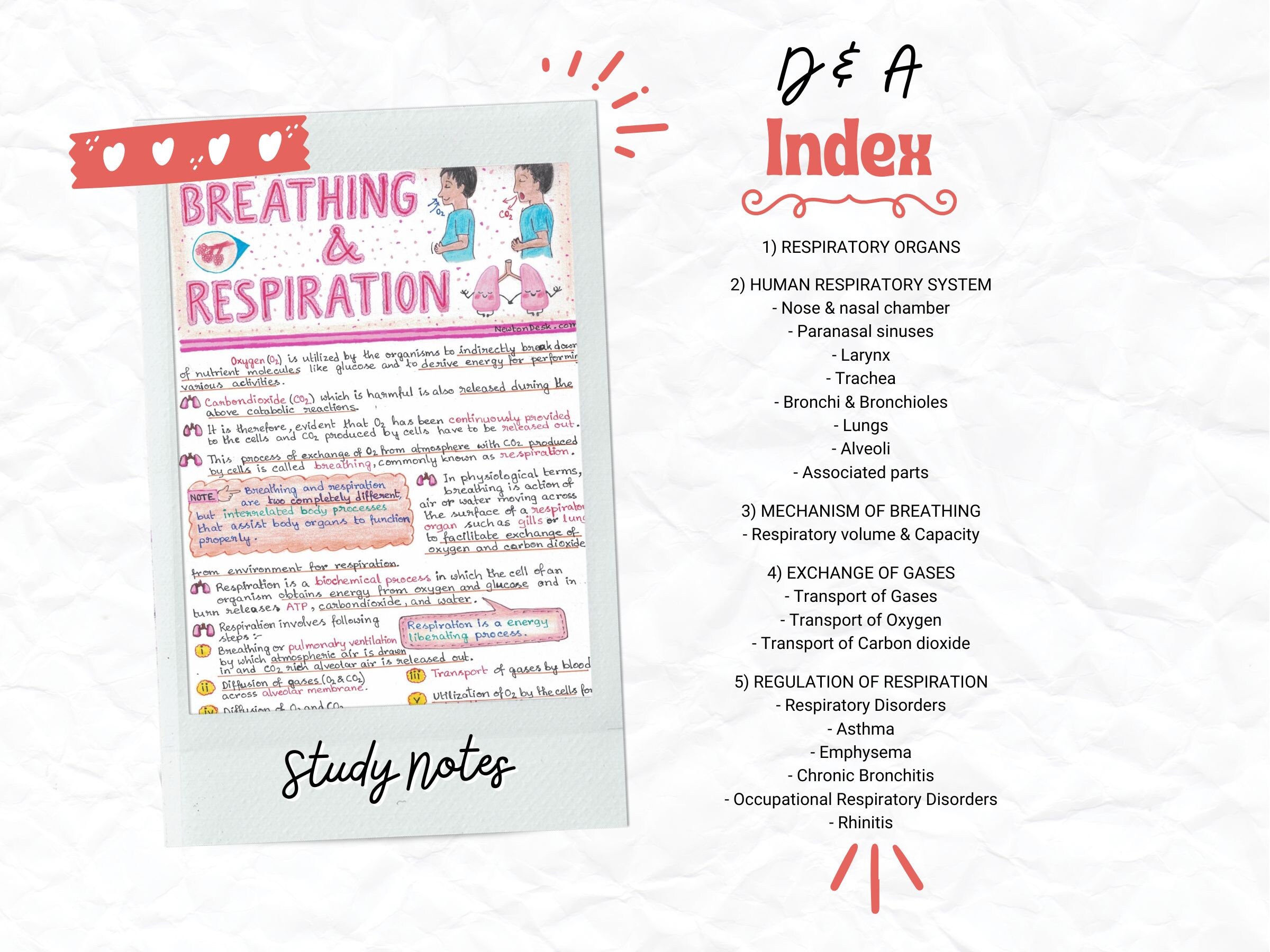 Human Respiratory System | Breathing and Respiration | Respiratory ...