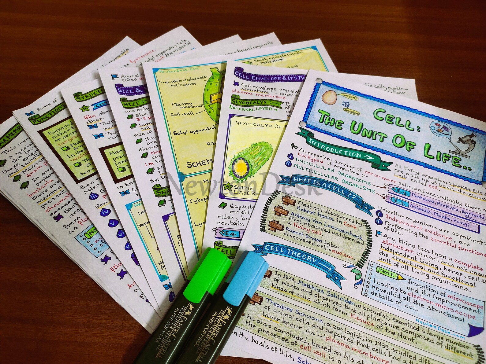Cell Structure, Organelles and Function | Eukaryotic Cell and ...