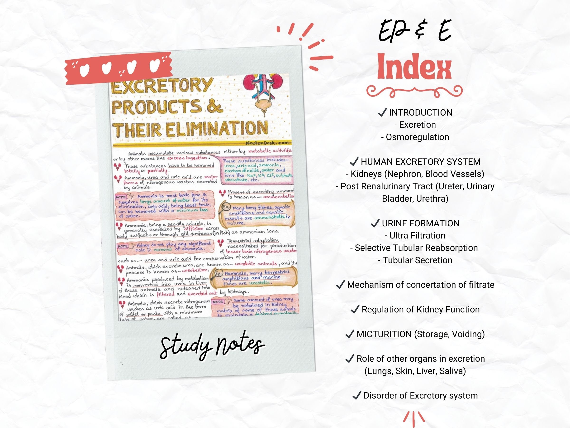 Human Excretory System Biology Study Notes PDF Kidneys Nephrons Renal ...