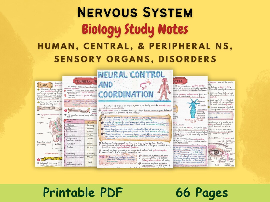 Human Nervous System | Peripheral Nervous System, Brain Nervous System ...