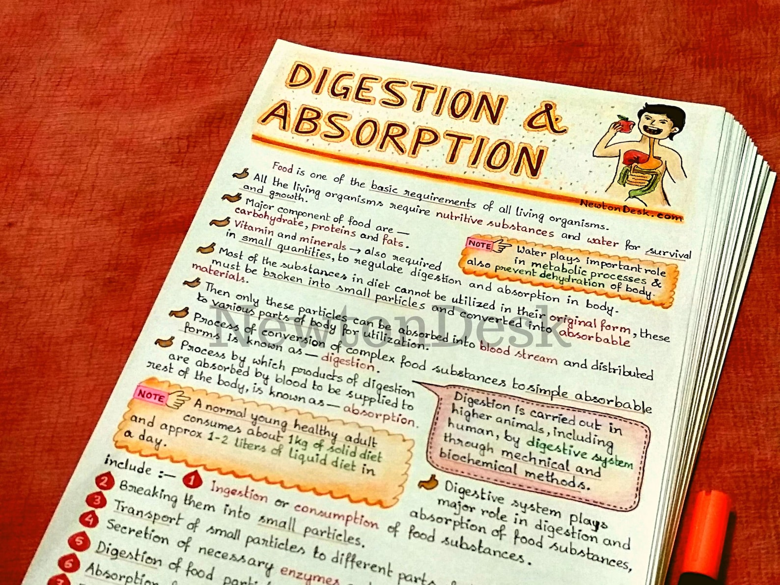 The Human Digestive System Digestion and Absorption of Food - Etsy