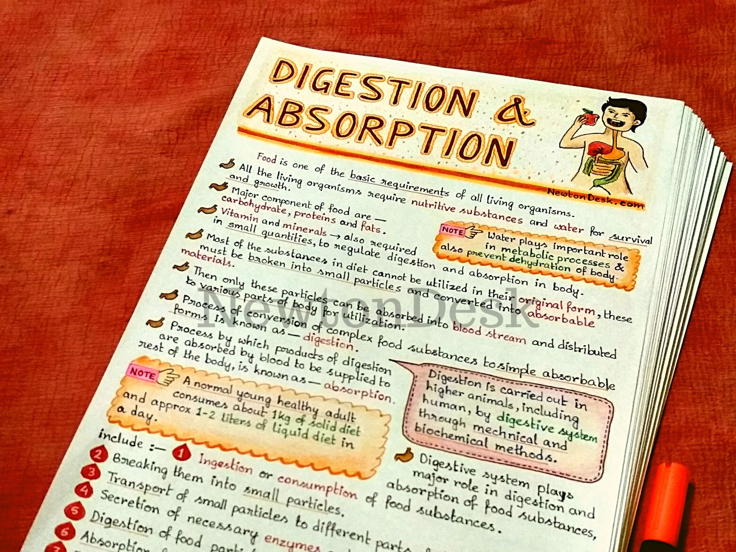 The Human Digestive System | Digestion and Absorption of Food | Student ...