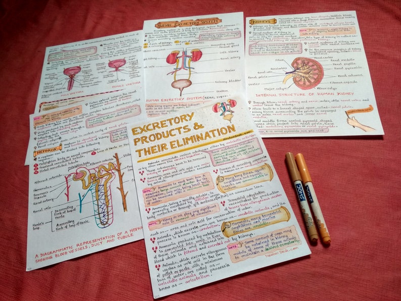 Human Excretory System Biology Study Notes PDF | Kidneys | Nephrons ...