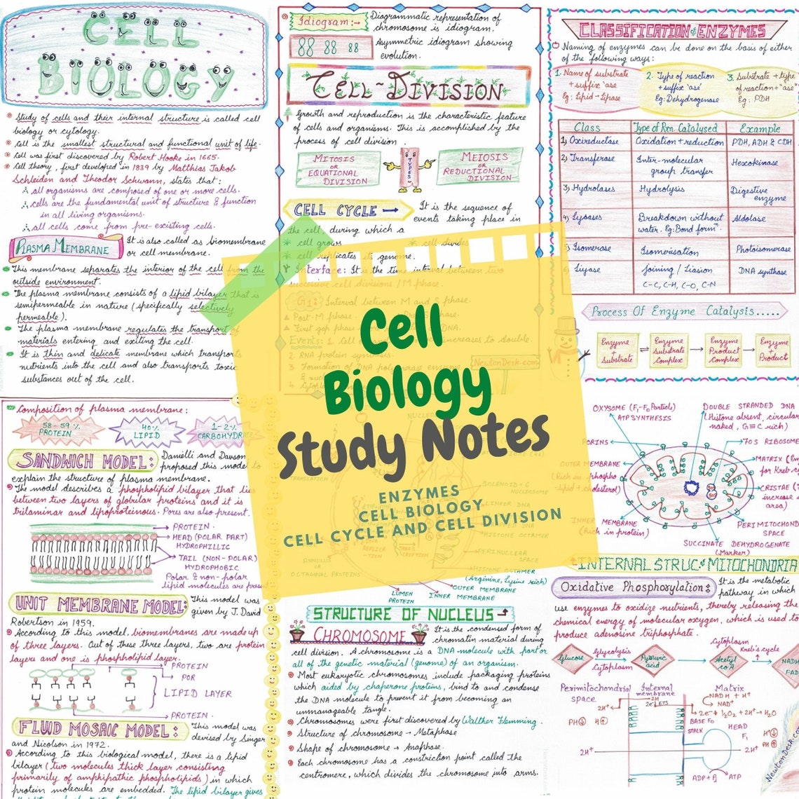 Cell Biology Cell Cycle Cell Division Enzymes Grade 11 Biology ...