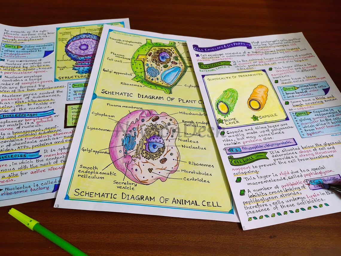 Cell Structure, Organelles and Function | Eukaryotic Cell and ...