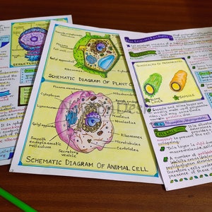 Cell Structure, Organelles and Function | Eukaryotic Cell and ...