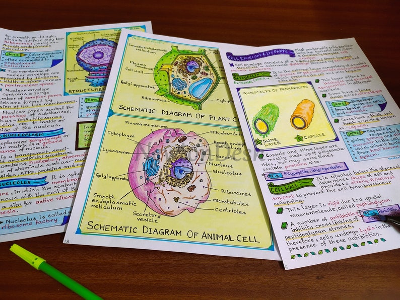 Cell Structure, Organelles and Function | Eukaryotic Cell and ...