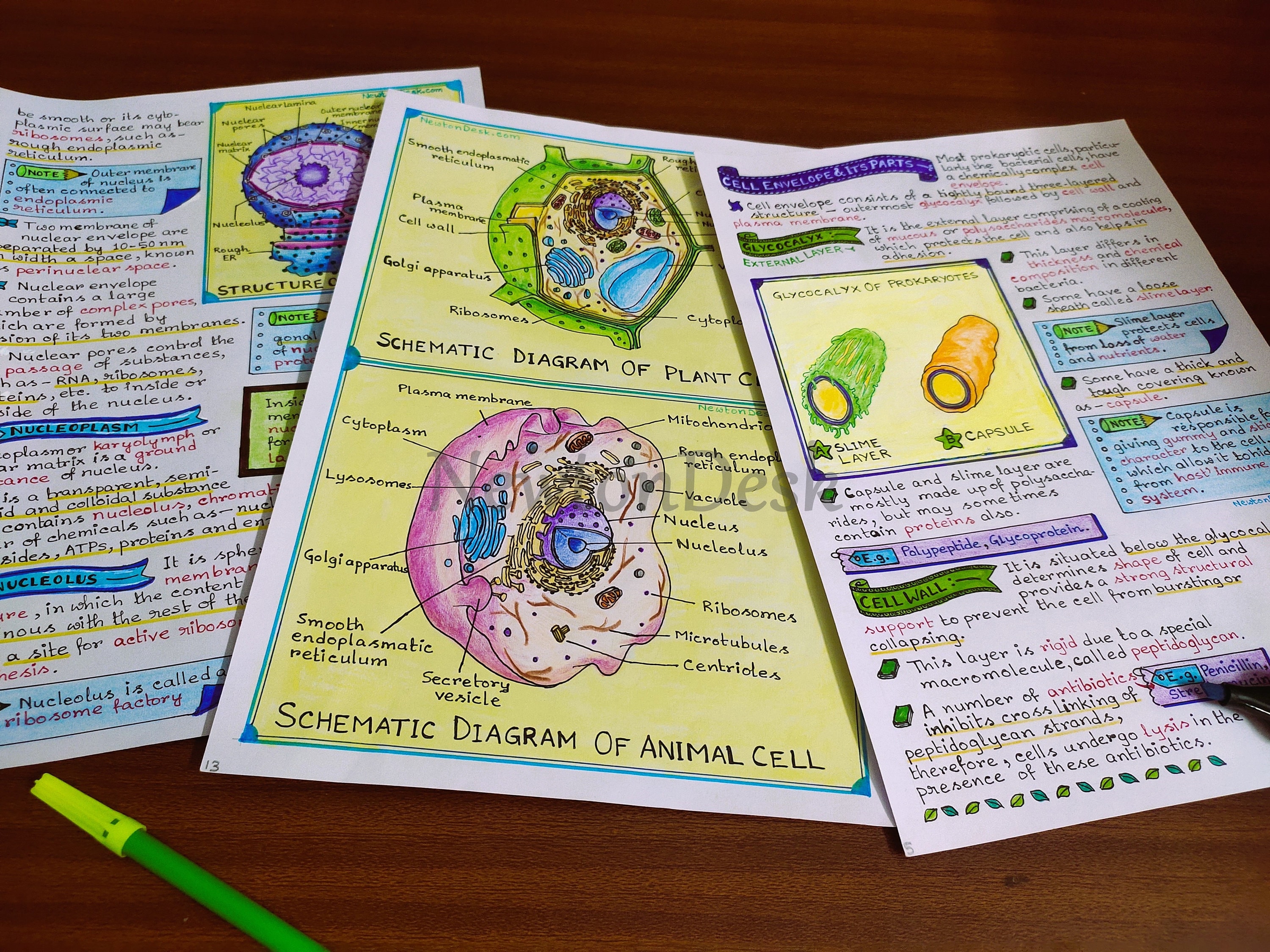 Cell Structure, Organelles and Function | Eukaryotic Cell and ...
