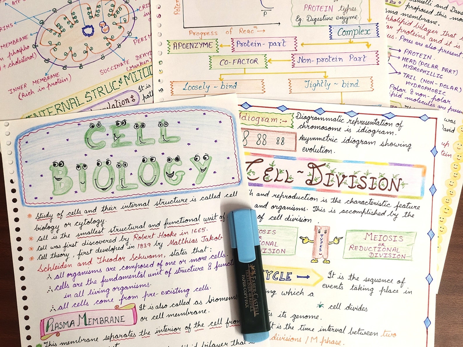 Cell Biology | Cell Cycle | Cell Division | Enzymes - Grade 11 Biology ...