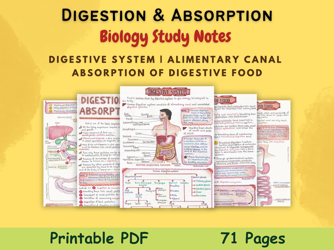 The Human Digestive System | Digestion and Absorption of Food | Student ...