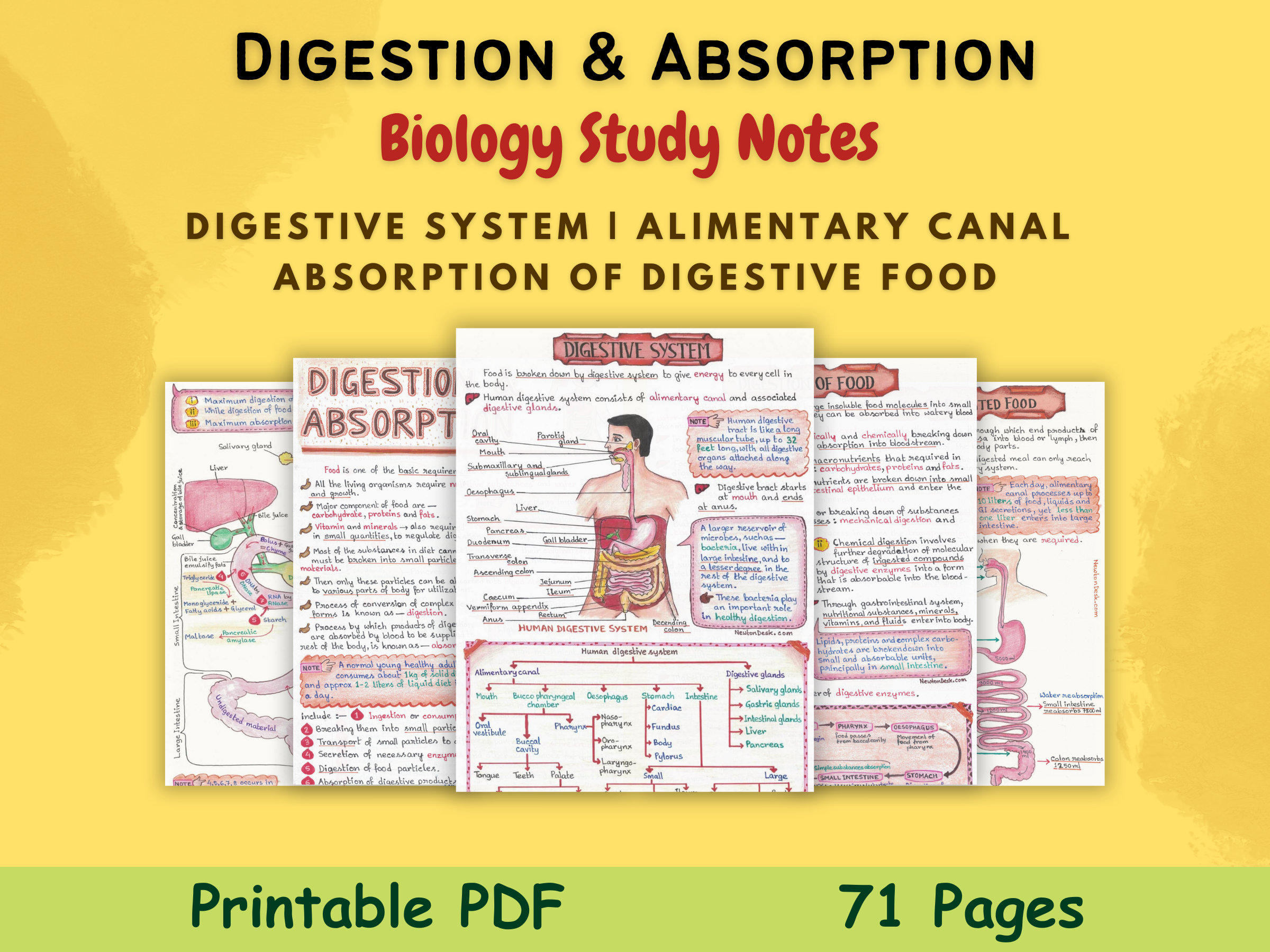 The Human Digestive System | Digestion and Absorption of Food | Student ...