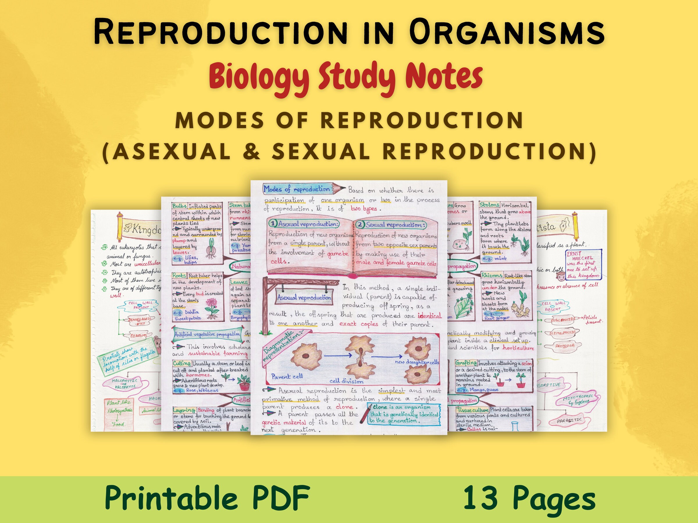 Reproduction in Organisms Biology Grade 12 Handwritten Color Study ...