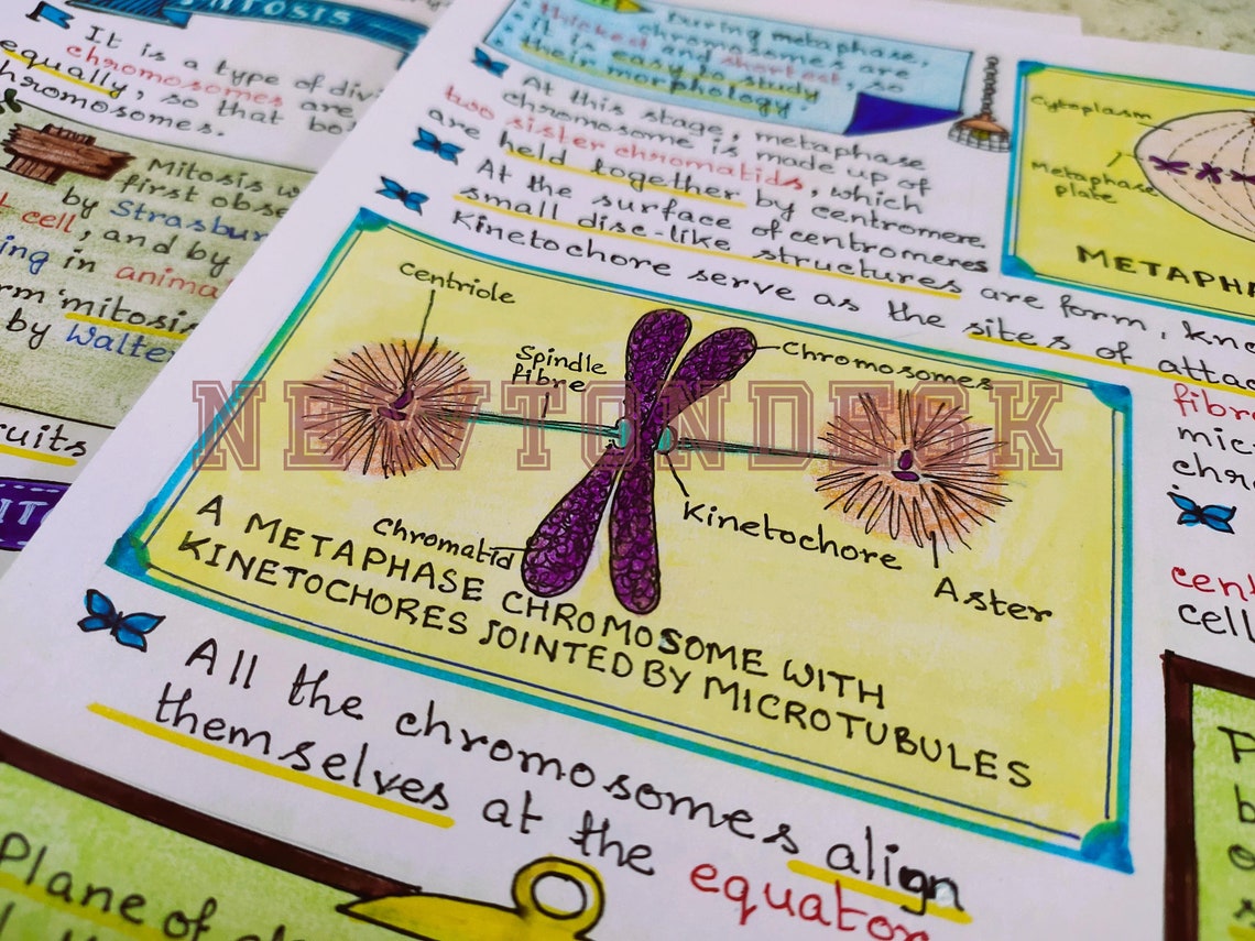 Cell Cycle and Cell Division | Mitosis and Meiosis I & II | Aesthetic ...