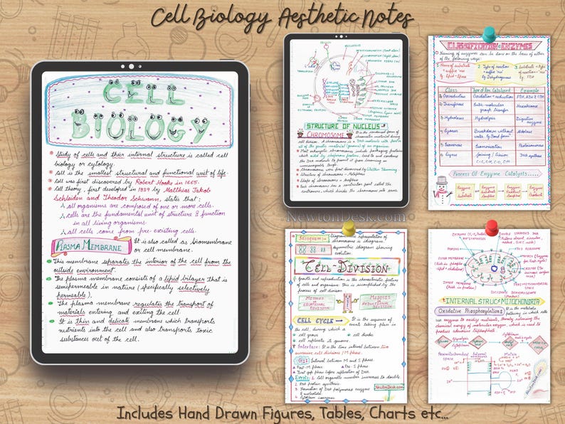 Cell Biology | Cell Cycle | Cell Division | Enzymes - Grade 11 Biology ...