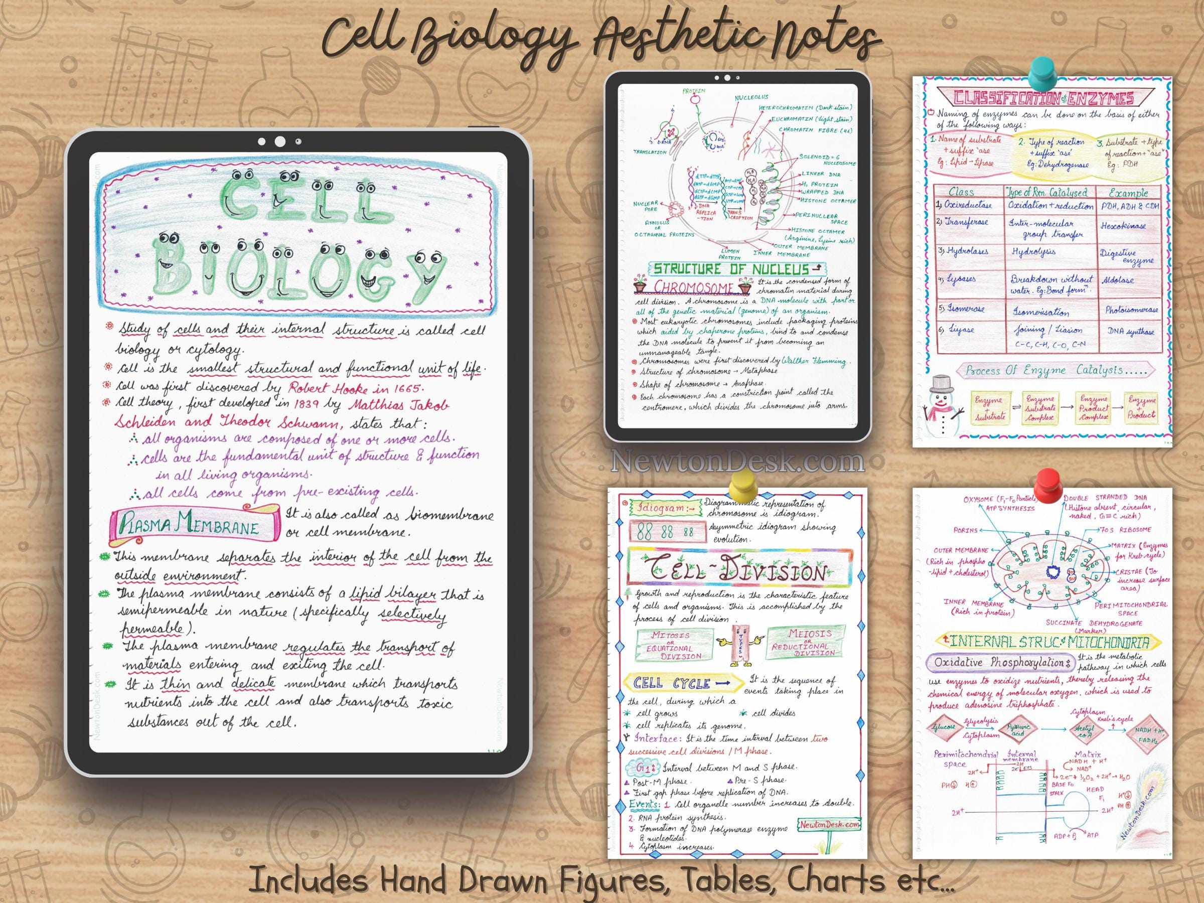Cell Biology | Cell Cycle | Cell Division | Enzymes - Grade 11 Biology ...