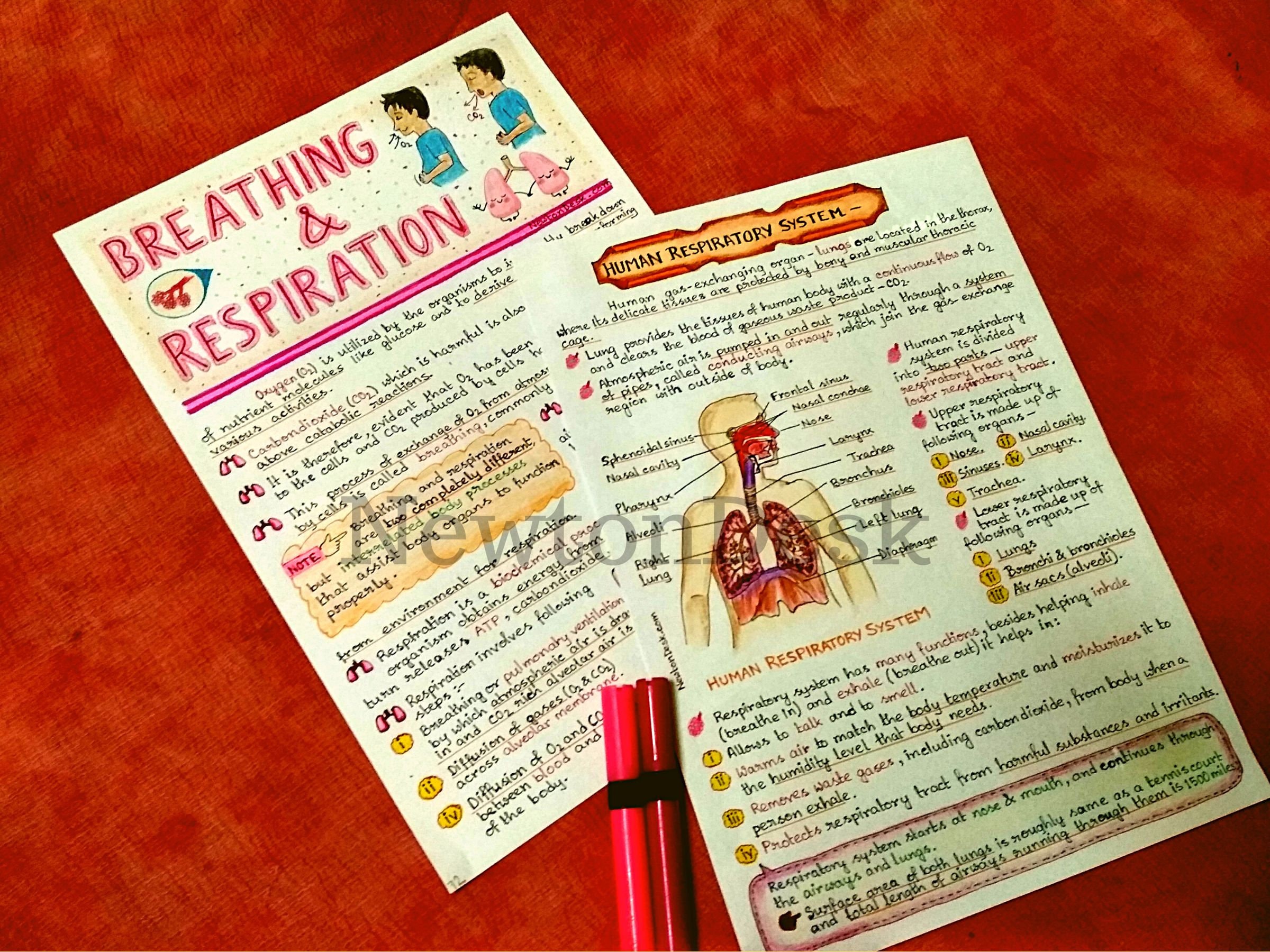 Human Respiratory System | Breathing and Respiration | Respiratory Disorders | High School ...