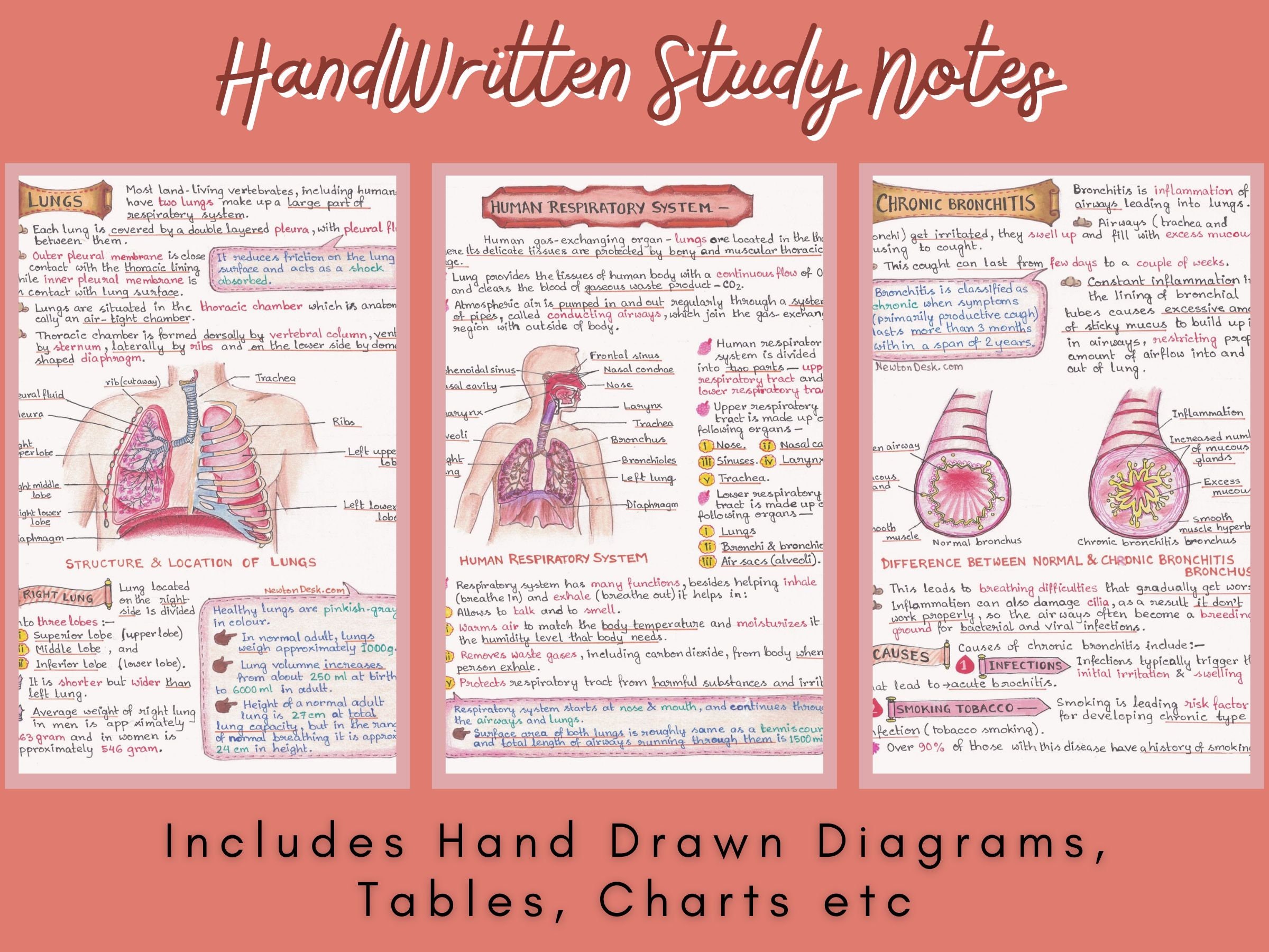 Human Respiratory System | Breathing and Respiration | Respiratory ...