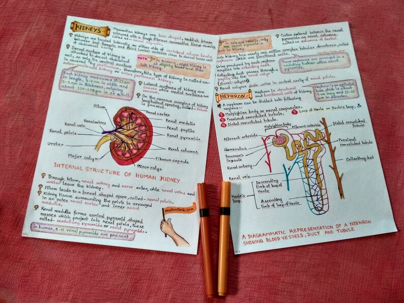Human Excretory System Biology Study Notes PDF | Kidneys | Nephrons ...