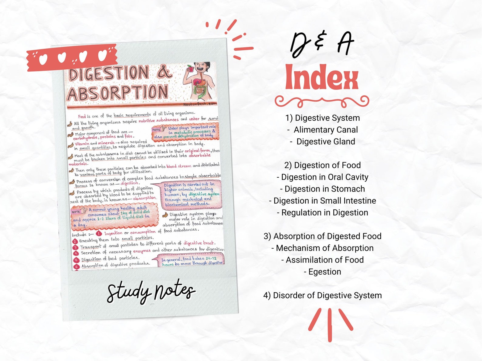 The Human Digestive System | Digestion and Absorption of Food | Student ...